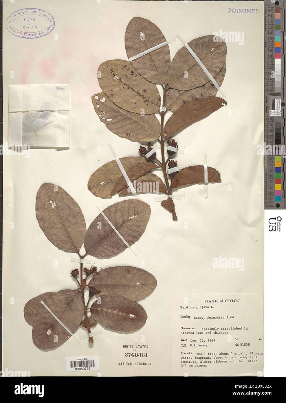 Psidium guajava l hi-res stock photography and images - Alamy