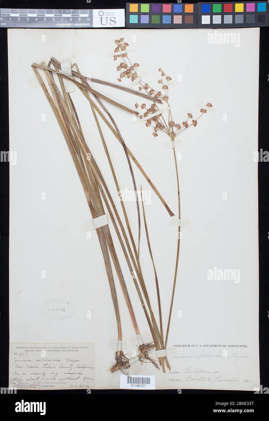 Juncus xiphioides hi-res stock photography and images - Alamy