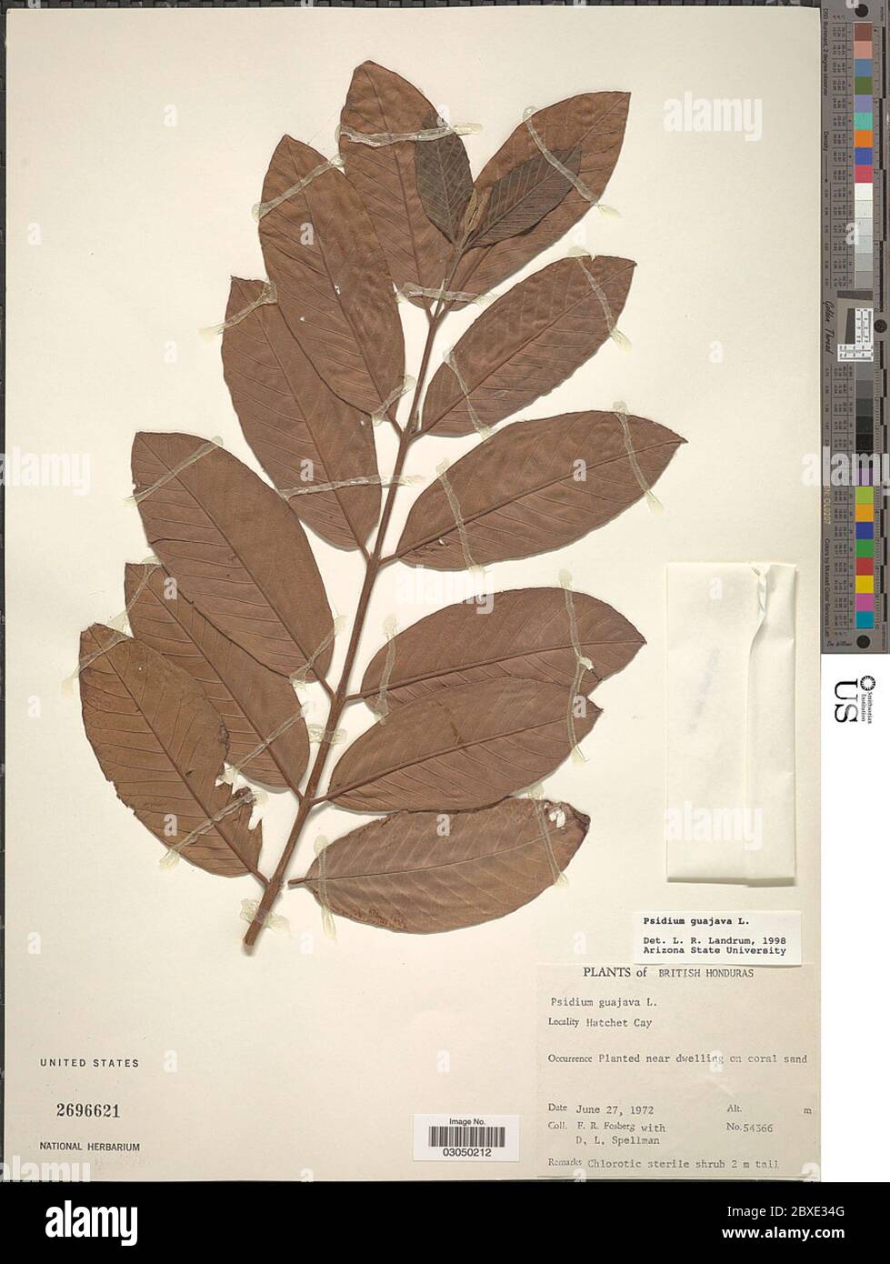 Psidium guajava l hi-res stock photography and images - Alamy