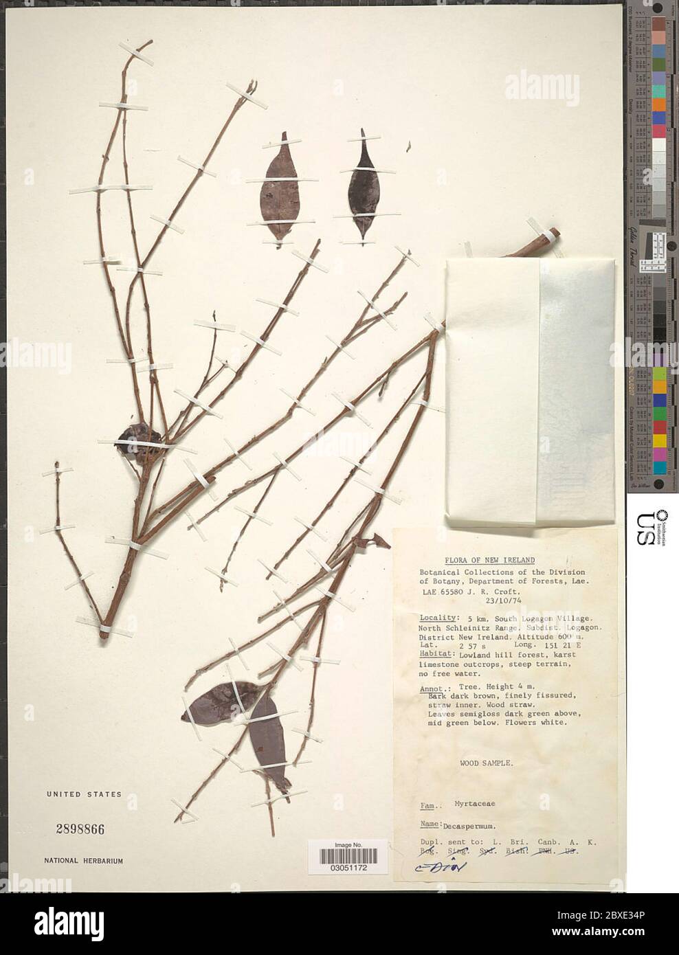 Decaspermum sp Decaspermum sp Stock Photo - Alamy