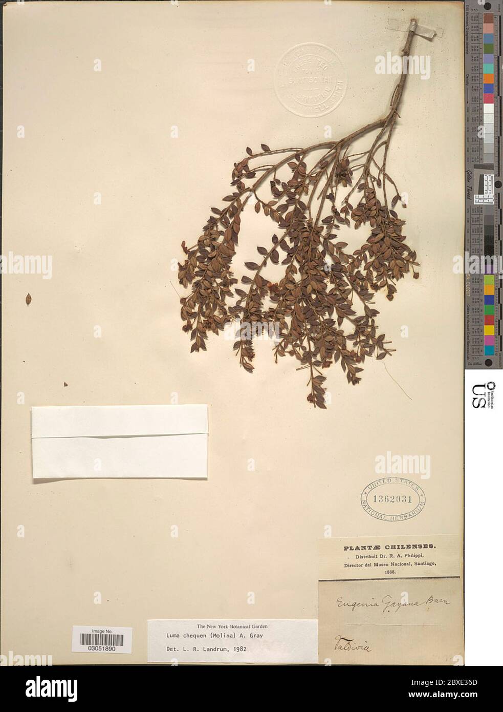 Luma chequen Molina A Gray Luma chequen Molina A Gray Stock Photo - Alamy