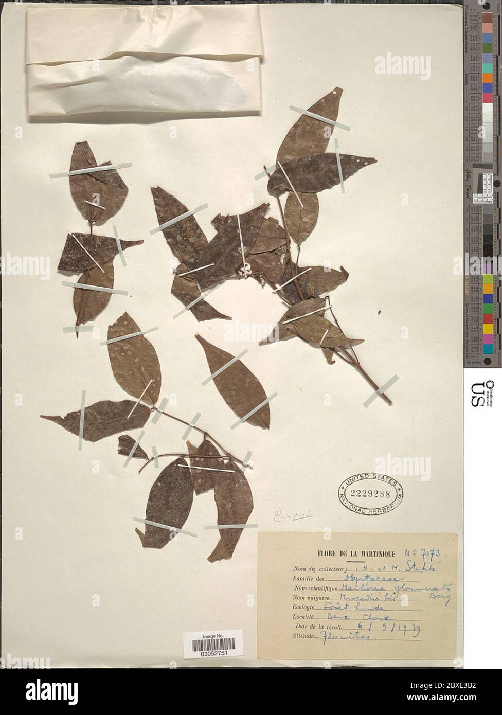 Marlierea hi-res stock photography and images - Alamy