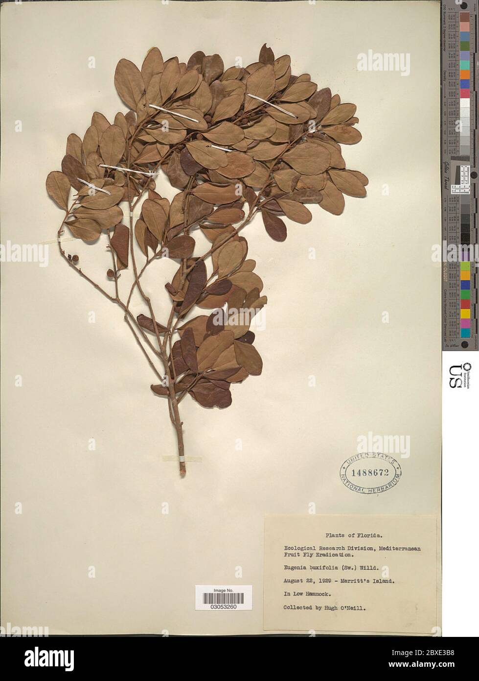 Eugenia foetida Pers Eugenia foetida Pers Stock Photo - Alamy