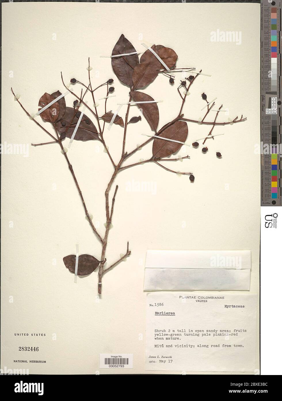 Marlierea hi-res stock photography and images - Alamy