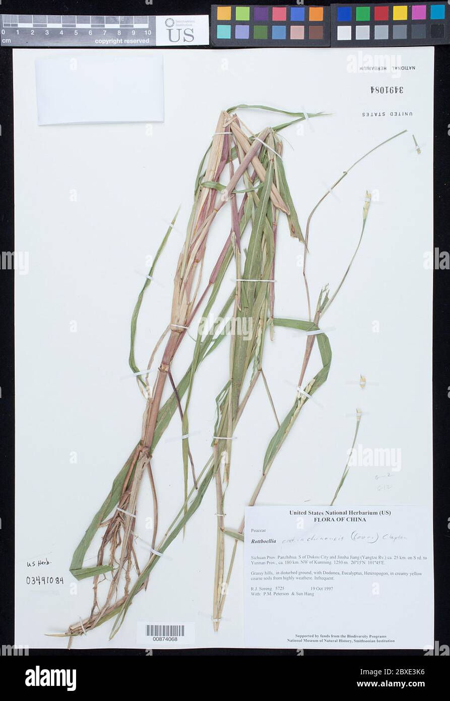 Cochinchinensis hi-res stock photography and images - Alamy