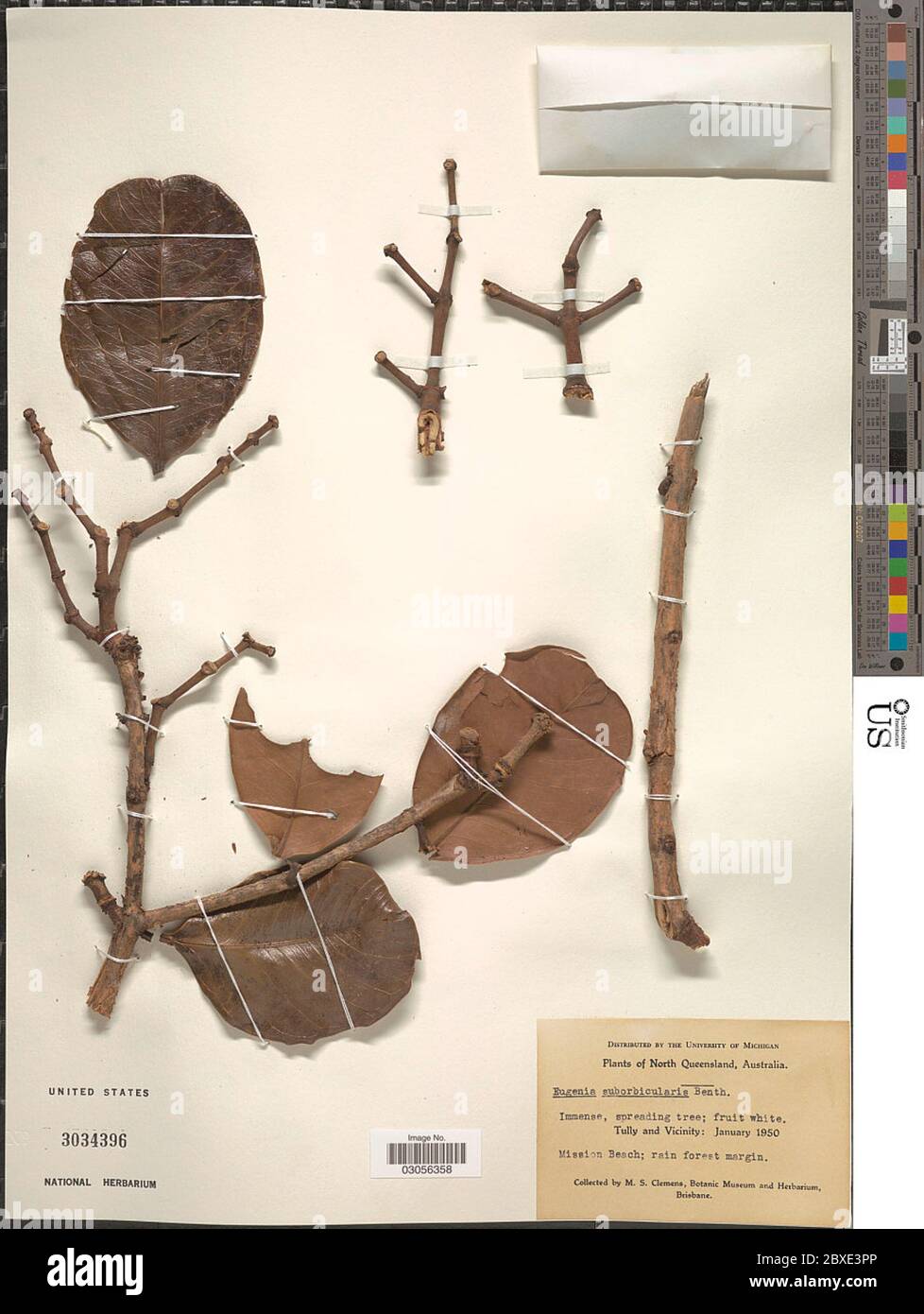 Suborbicularis hi-res stock photography and images - Alamy