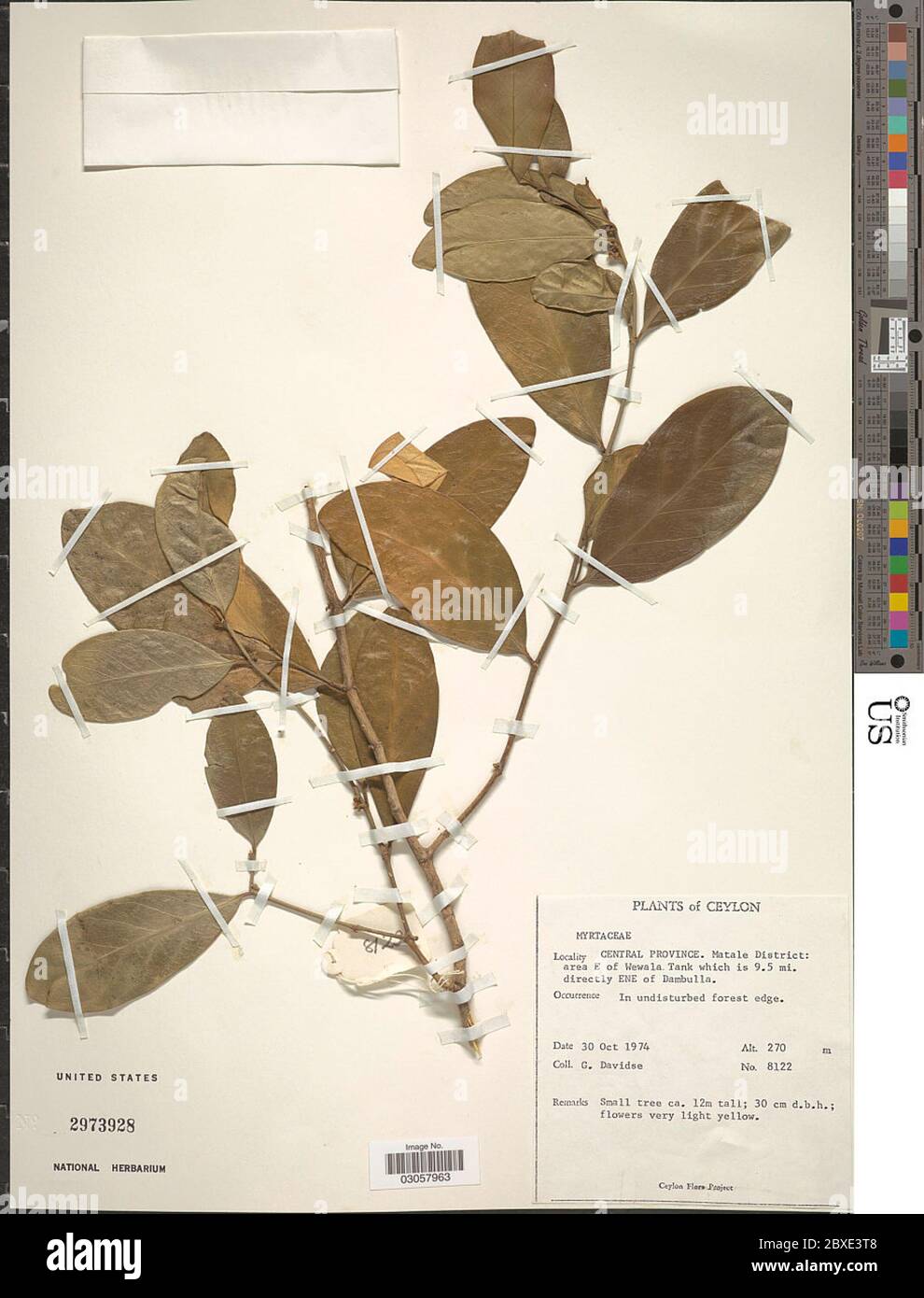 Syzygium sp sp hi-res stock photography and images - Alamy