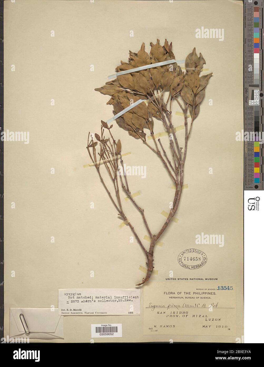 Syzygium sp sp hi-res stock photography and images - Alamy