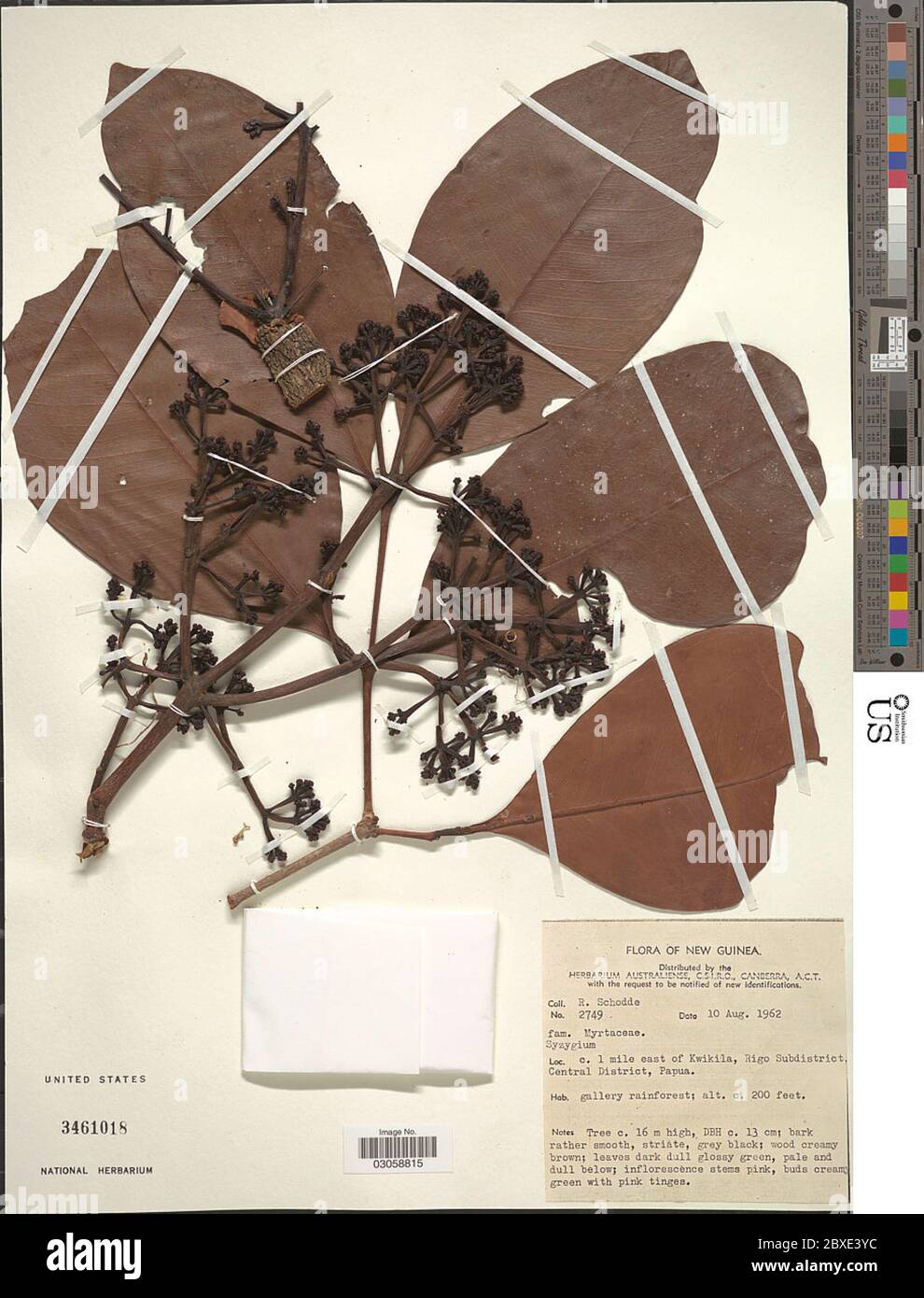 Syzygium sp sp hi-res stock photography and images - Alamy