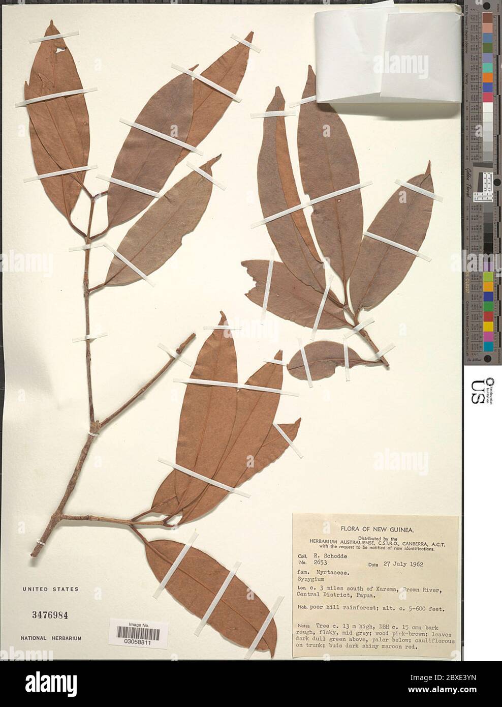 Syzygium sp sp hi-res stock photography and images - Alamy