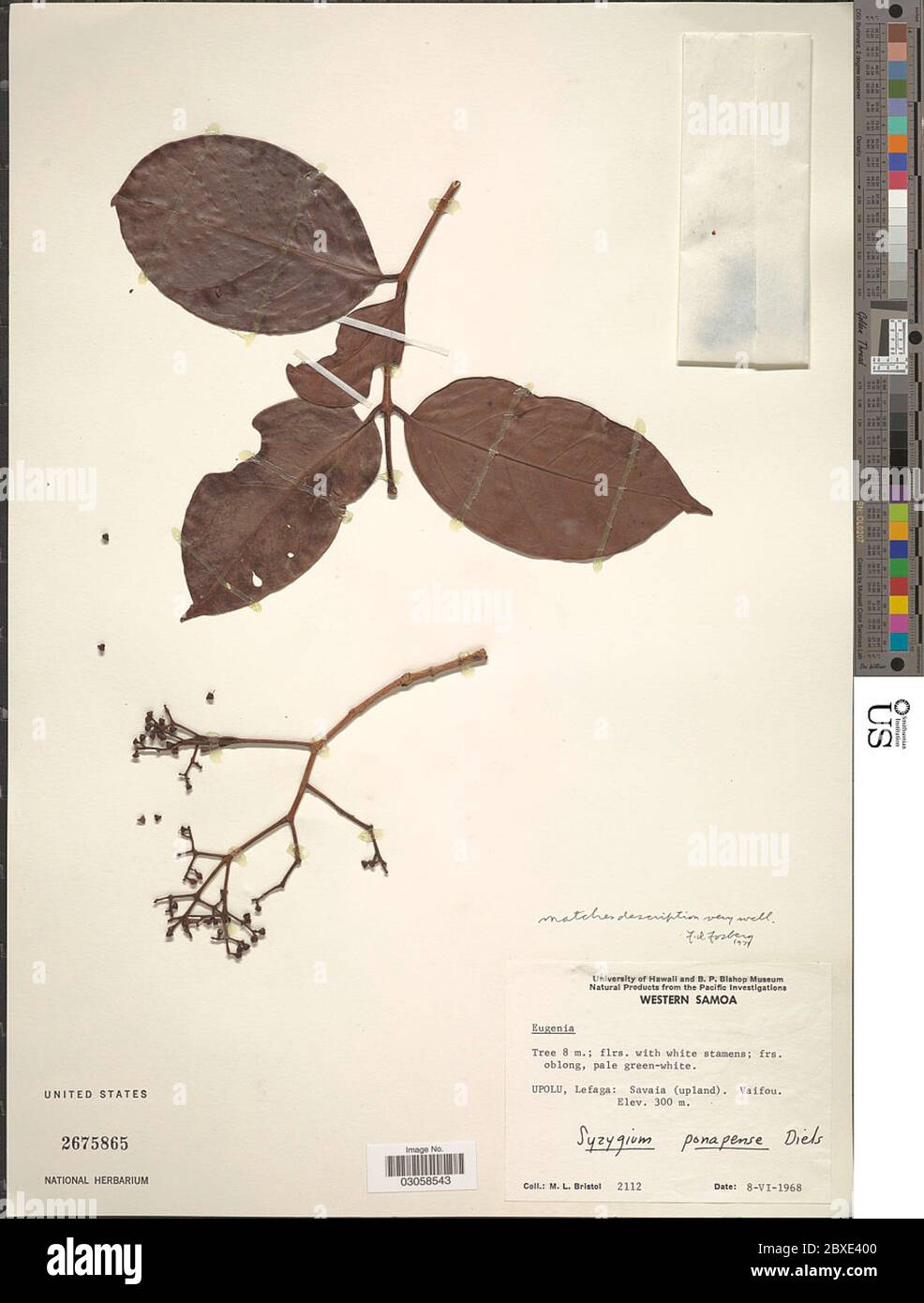 Syzygium ponapense Merr Kaneh Diels Syzygium ponapense Merr Kaneh Diels ...