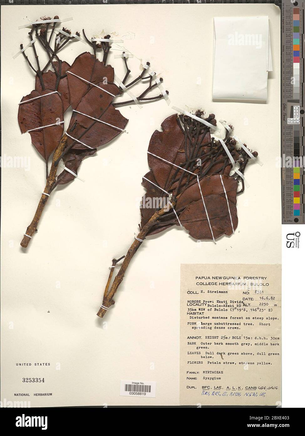 Syzygium sp sp hi-res stock photography and images - Alamy