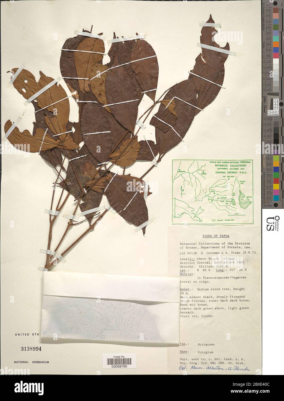 Syzygium sp sp hi-res stock photography and images - Alamy