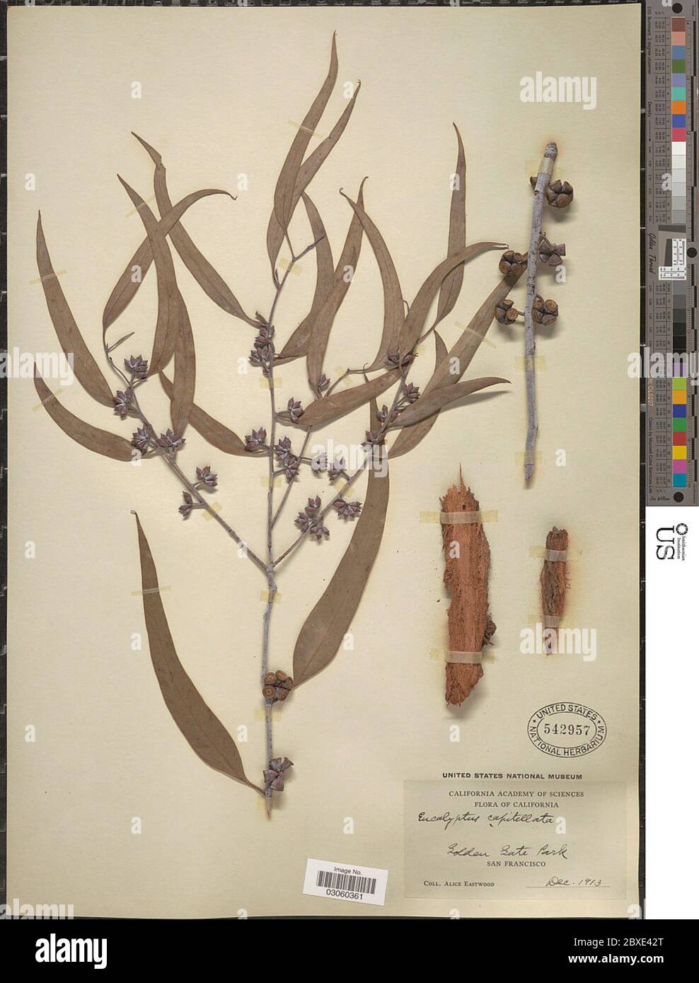 Eucalyptus capitellata Eucalyptus capitellata Stock Photo - Alamy