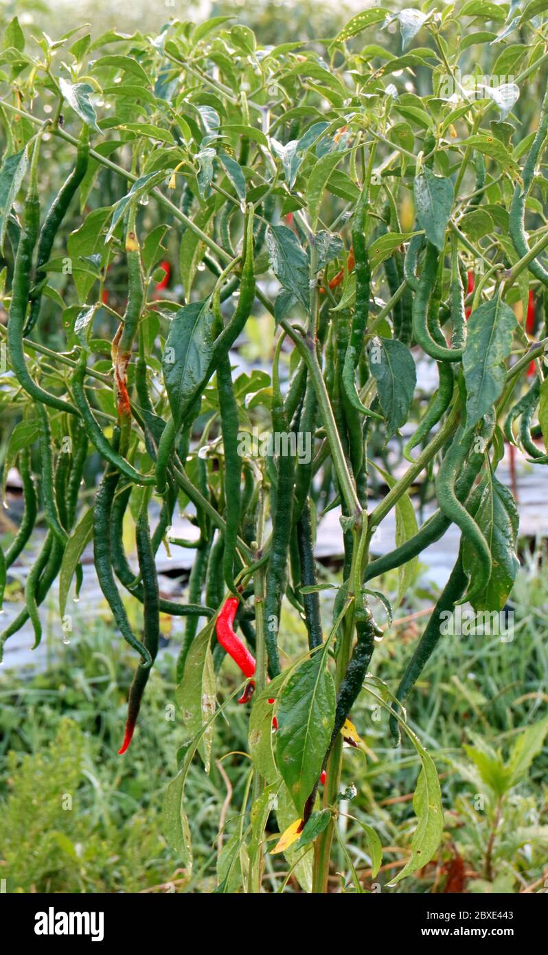 Curly Chili plant in the garden in West Java, Indonesia Stock Photo - Alamy