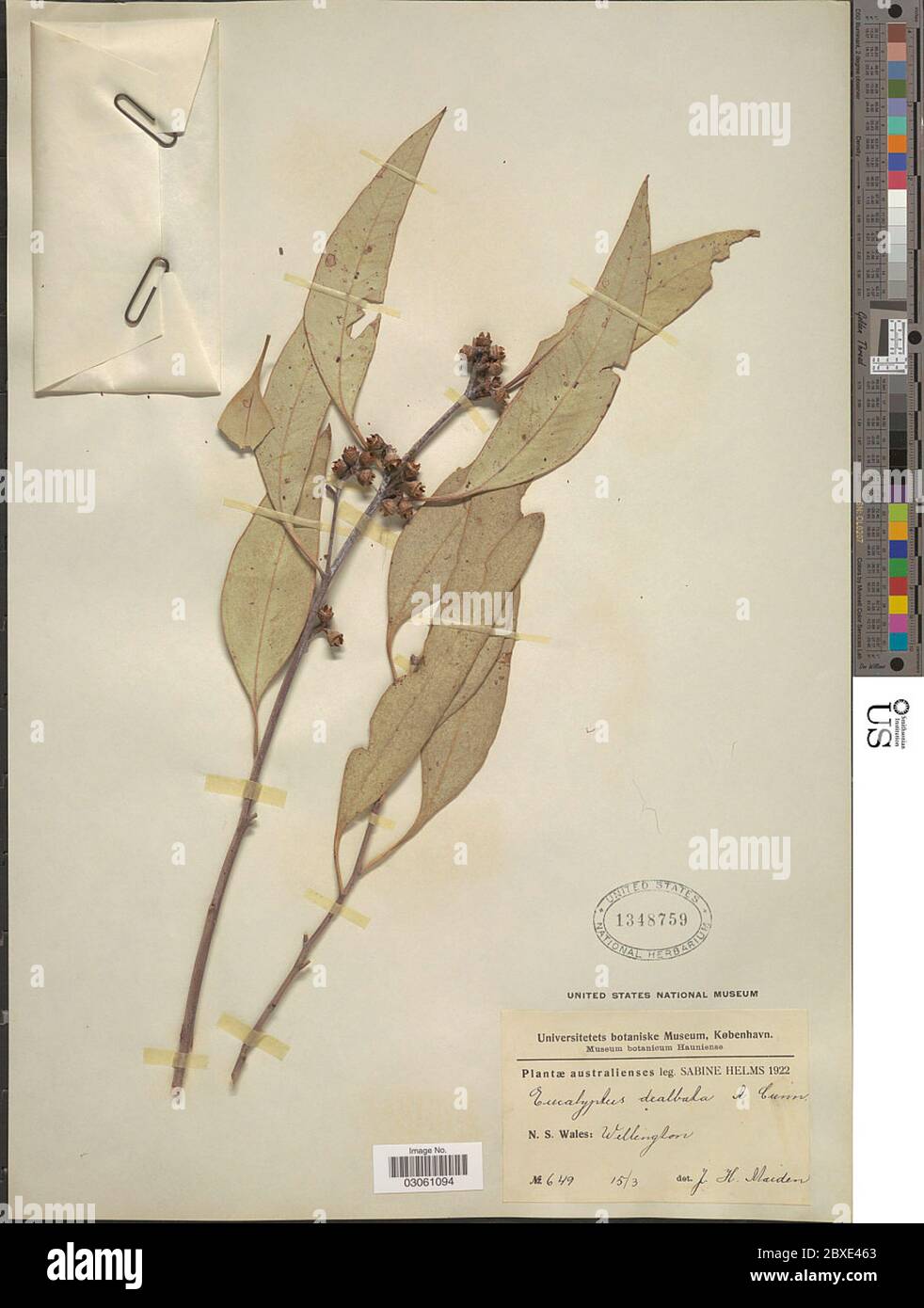 Eucalyptus dealbata hi-res stock photography and images - Alamy