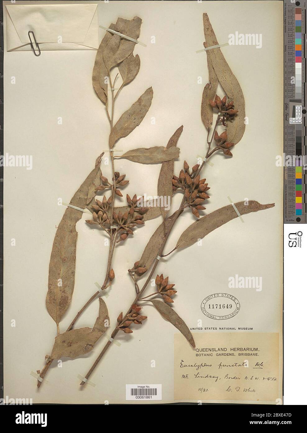 Eucalyptus punctata DC A Cunn ex Eucalyptus punctata DC A Cunn ex Stock ...