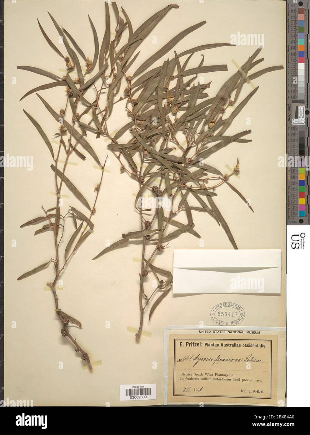 Agonis flexuosa Agonis flexuosa Stock Photo - Alamy