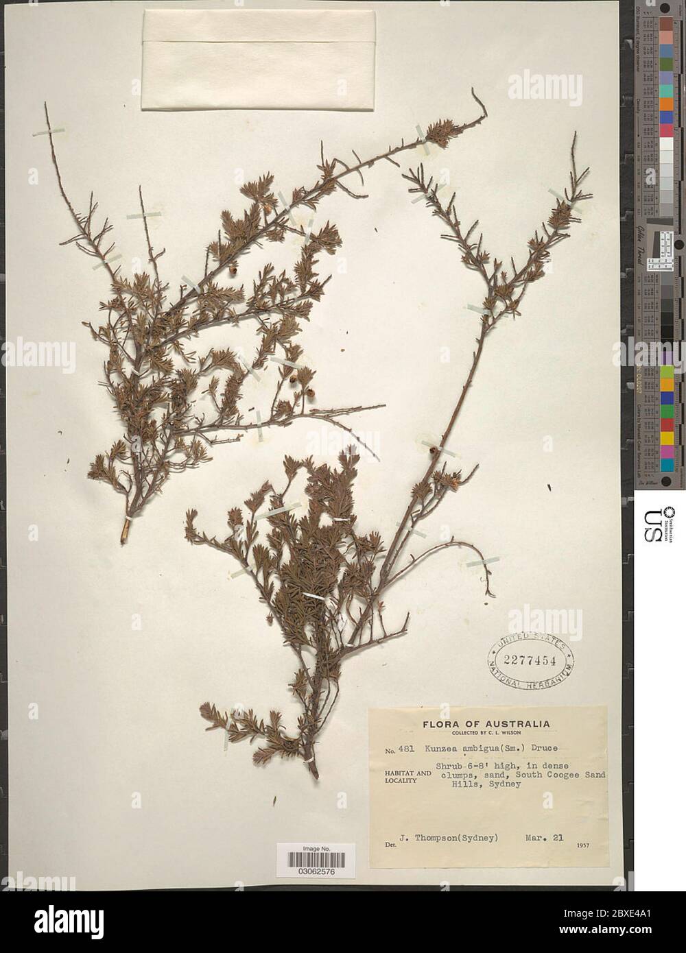 Kunzea High Resolution Stock Photography and Images - Alamy