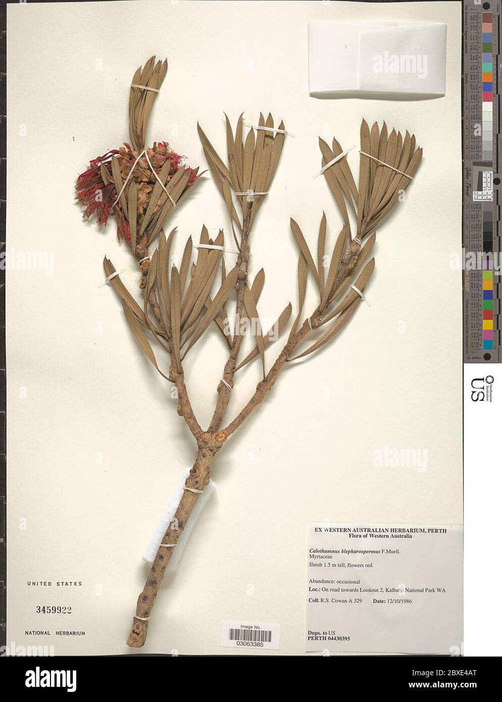 Calothamnus blepharospermus F Muell Calothamnus blepharospermus F Muell ...