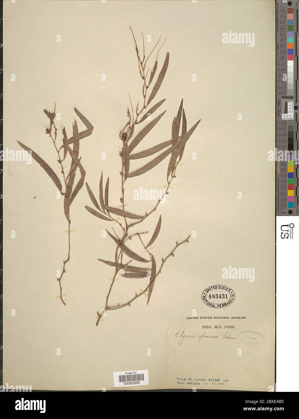 Agonis flexuosa Agonis flexuosa Stock Photo - Alamy