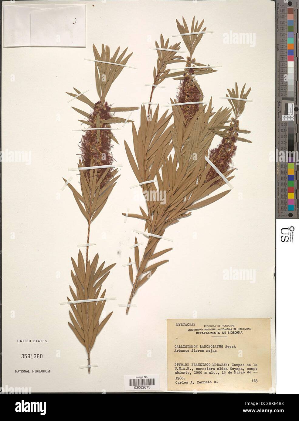 Callistemon lanceolatus Sweet Callistemon lanceolatus Sweet Stock Photo ...