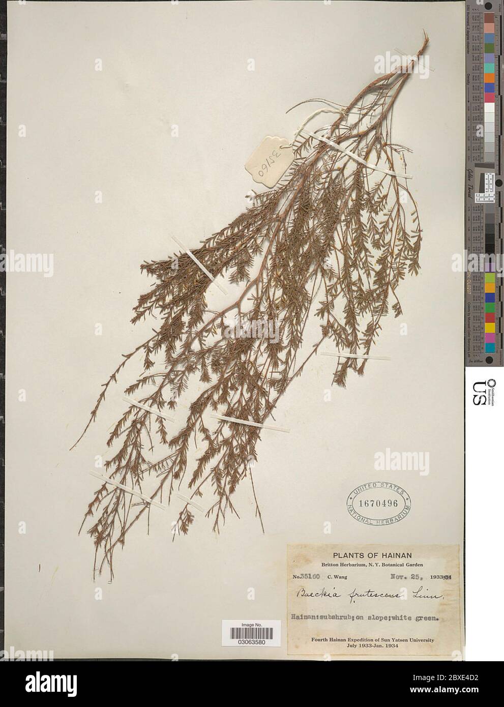 Baeckea frutescens Baeckea frutescens Stock Photo - Alamy