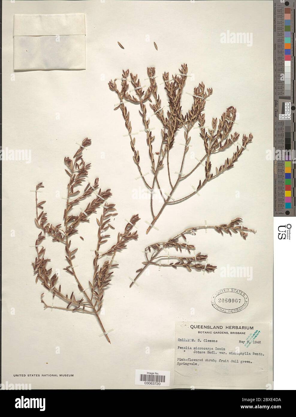 Myrtella microphylla Benth AJ Scott Myrtella microphylla Benth AJ Scott ...