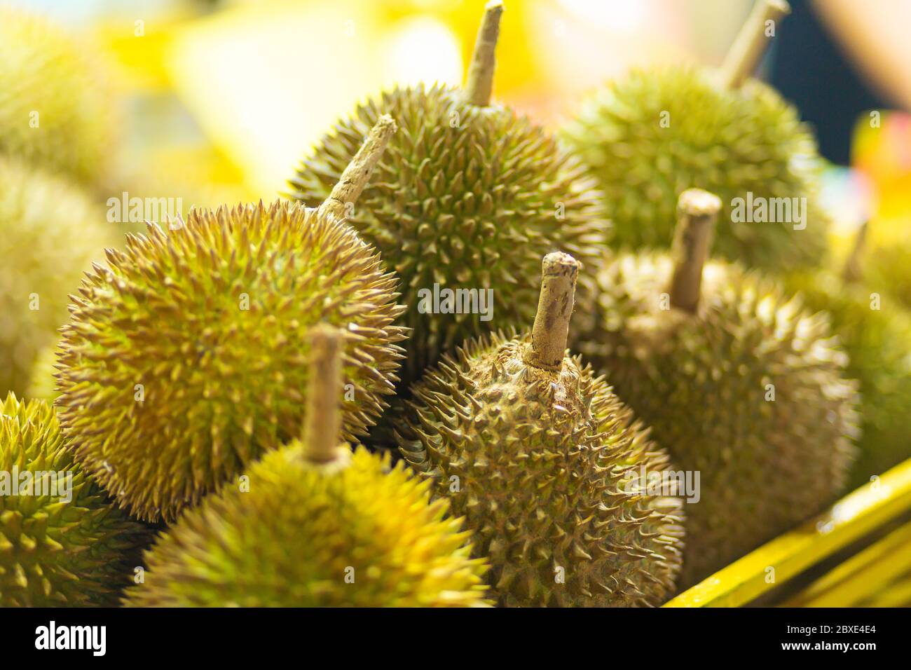 Fresh stinky durian fruit in a window display of a street Asian store ...