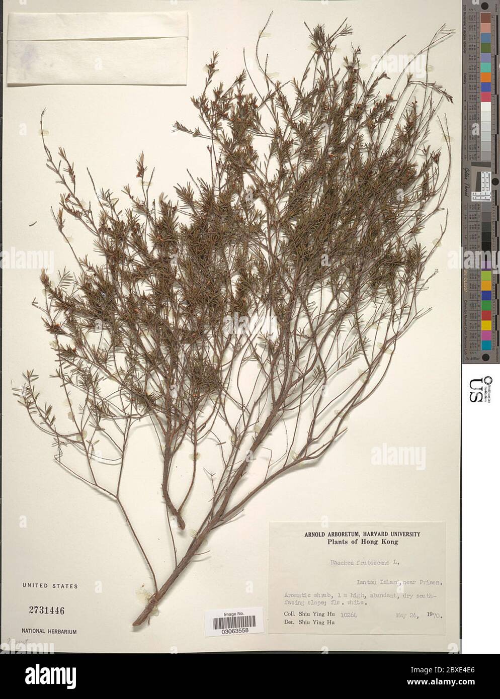 Baeckea frutescens Baeckea frutescens Stock Photo - Alamy