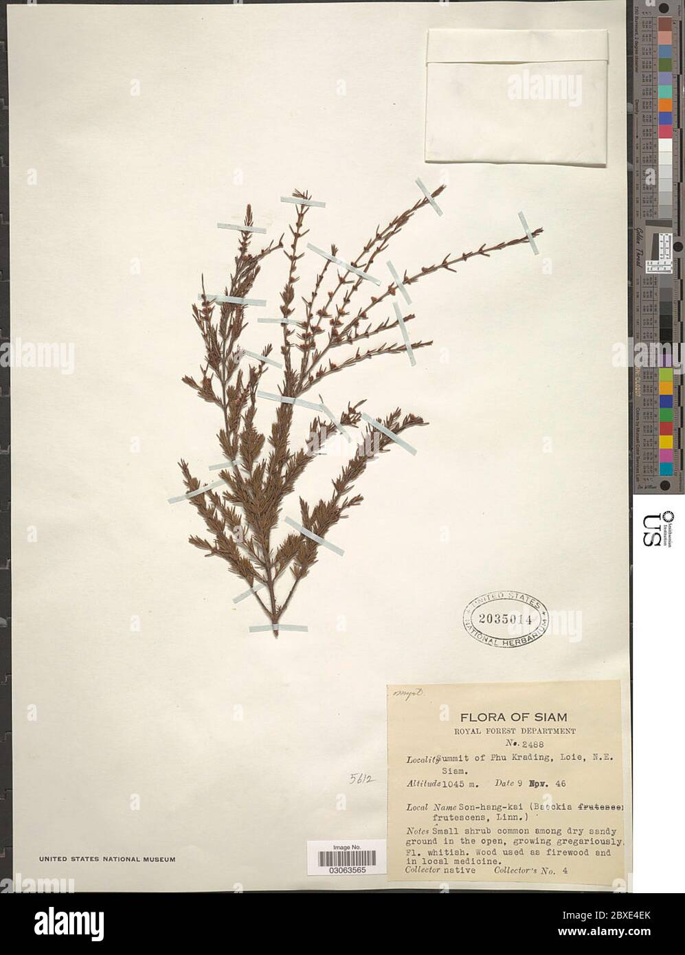 Baeckea frutescens Baeckea frutescens Stock Photo - Alamy