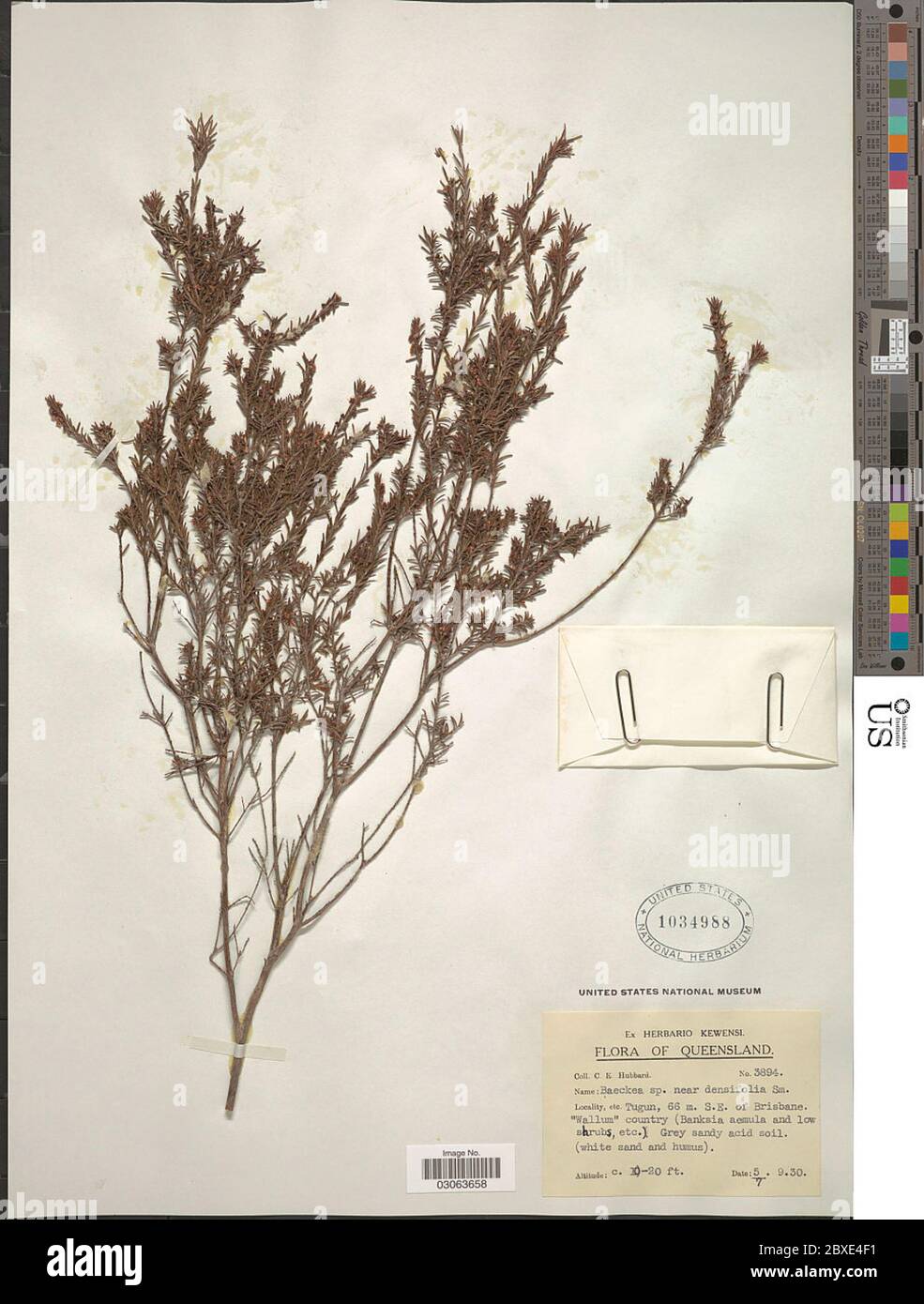 Baeckea sp Baeckea sp Stock Photo - Alamy