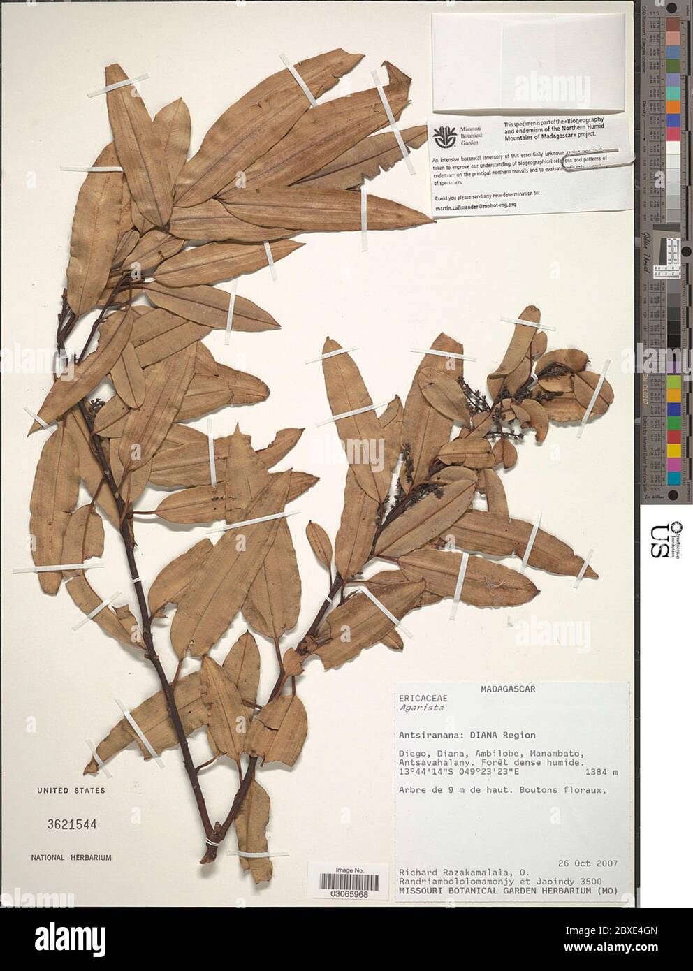 Agarista hi-res stock photography and images - Alamy