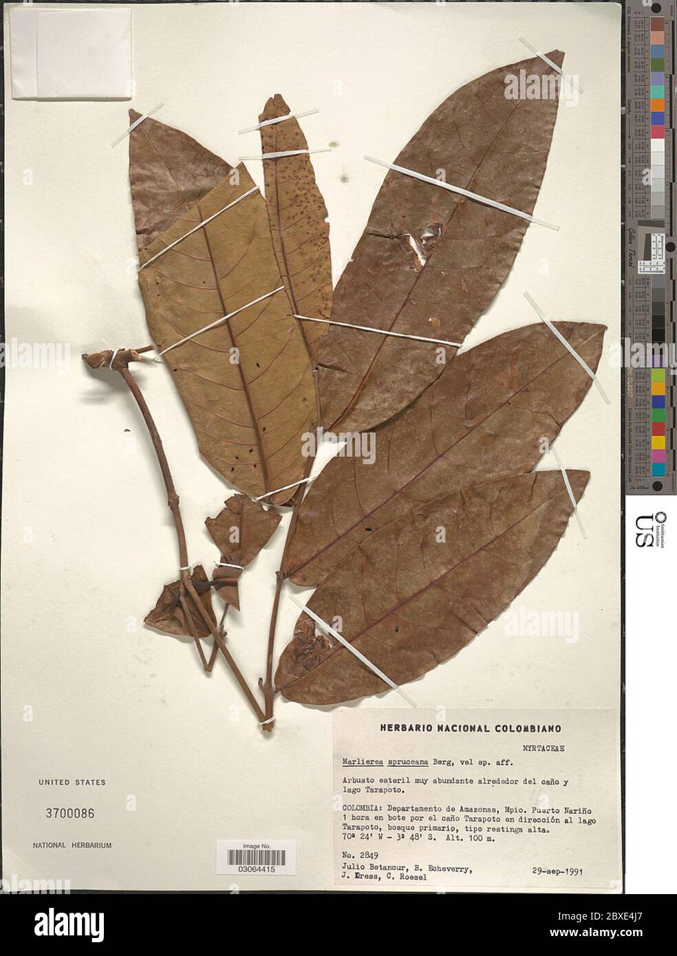 Marlierea hi-res stock photography and images - Alamy