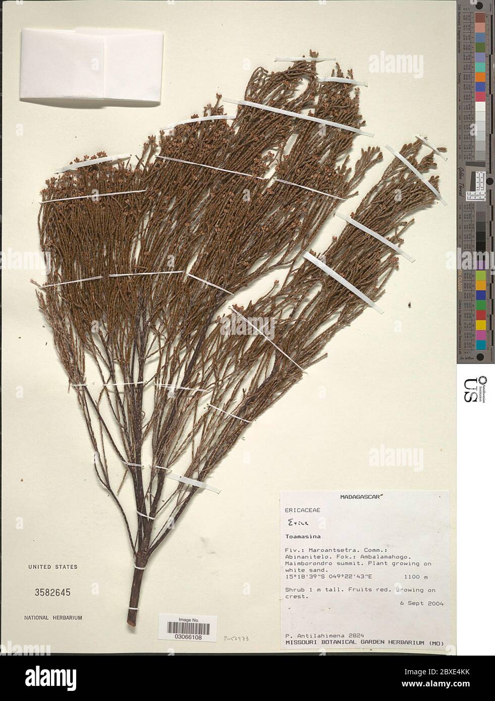 Erica sp Erica sp Stock Photo - Alamy