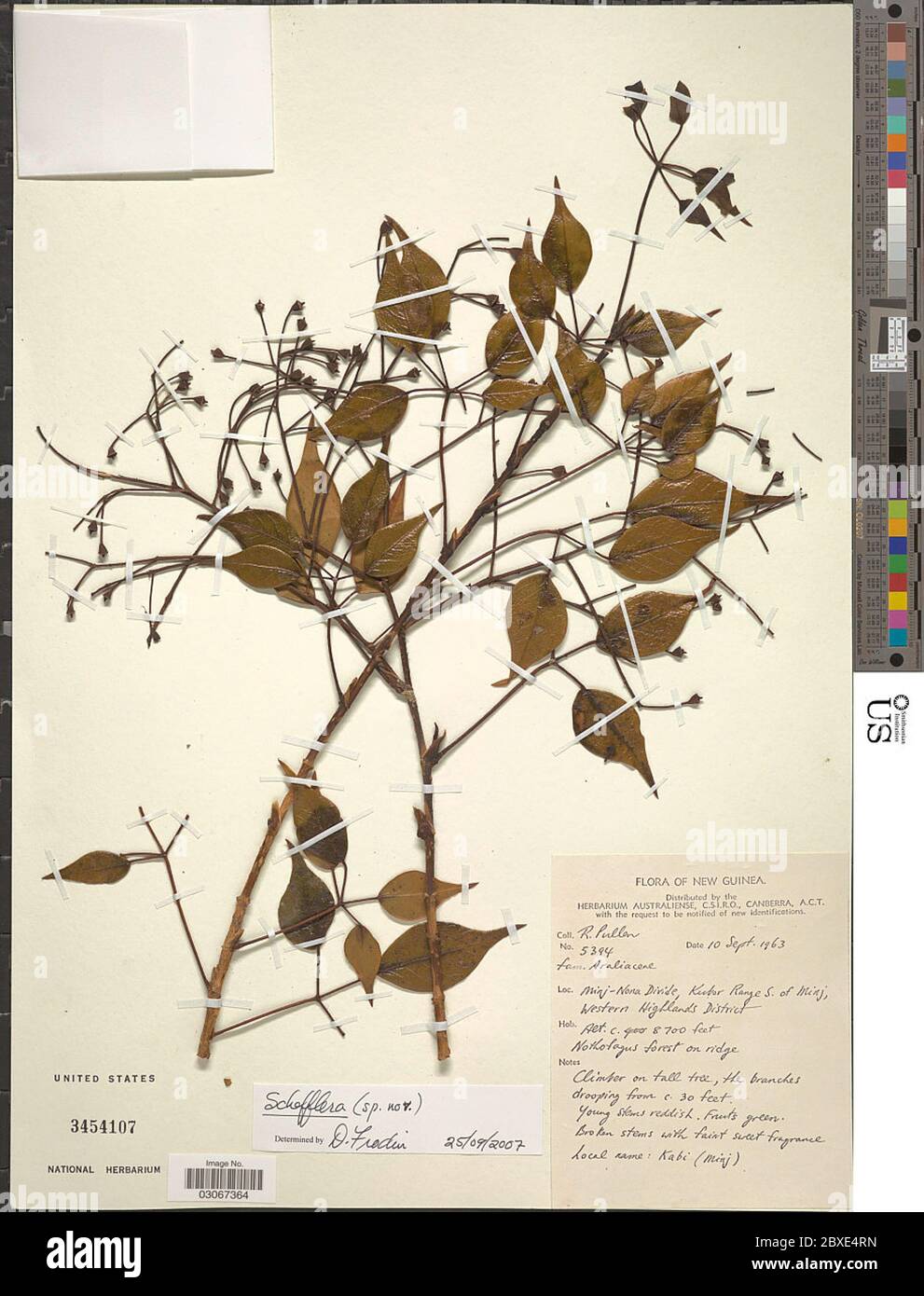 Schefflera sp Schefflera sp Stock Photo - Alamy