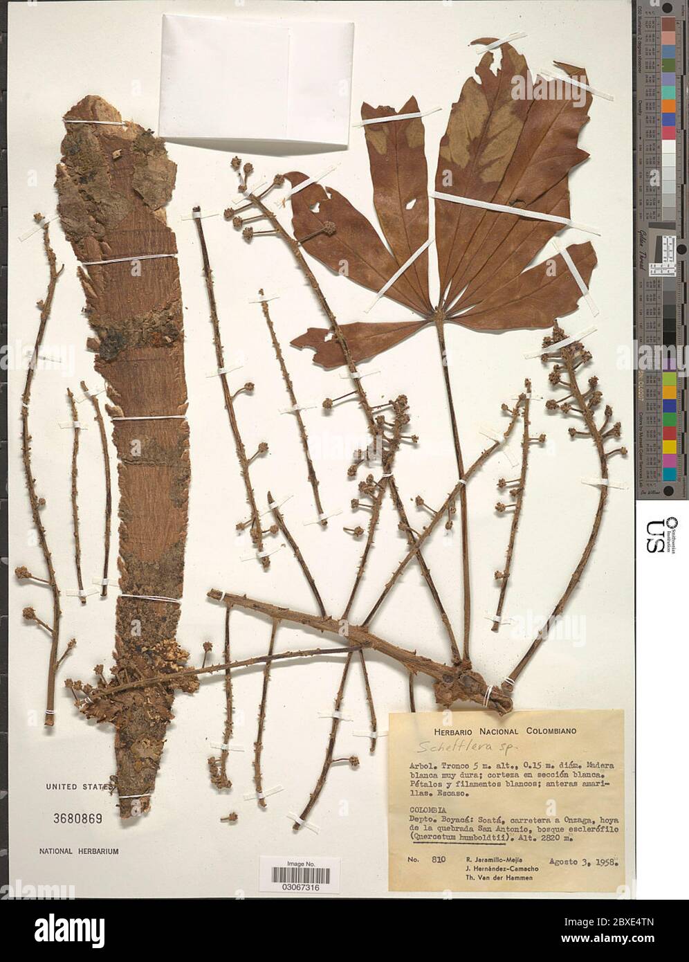 Schefflera sp Schefflera sp Stock Photo - Alamy