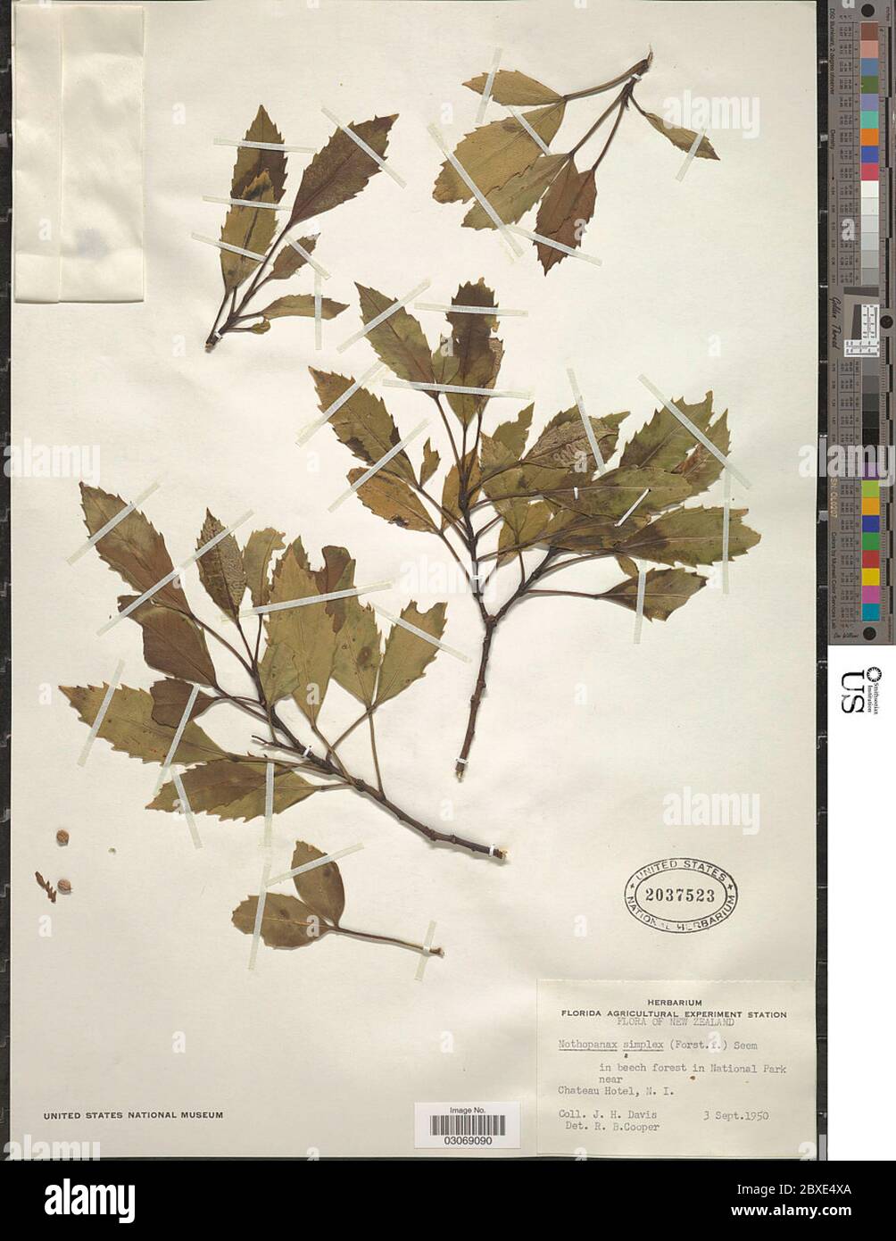 Nothopanax simplex Nothopanax simplex Stock Photo - Alamy