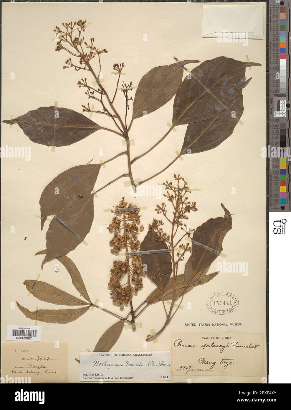 Nothopanax hi-res stock photography and images - Alamy