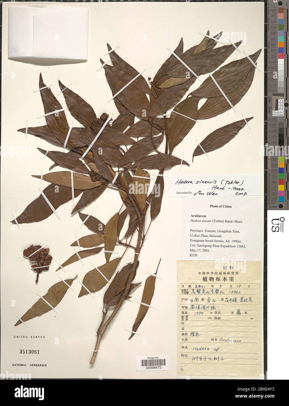 Hedera sinensis Tobler Hedera sinensis Tobler Stock Photo - Alamy