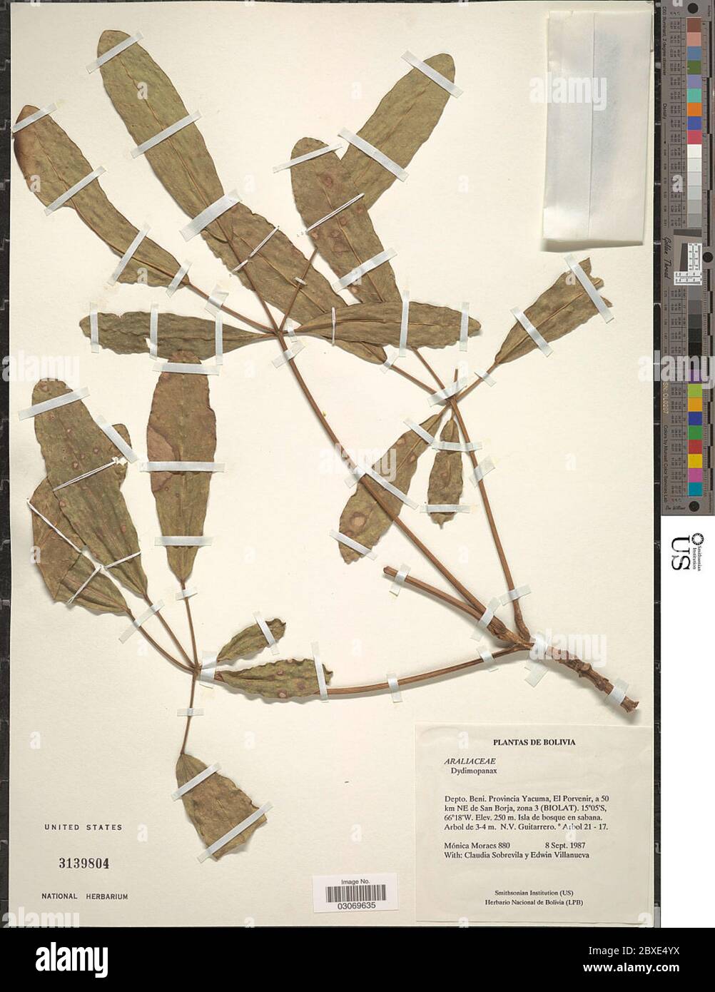 Schefflera sp Schefflera sp Stock Photo - Alamy