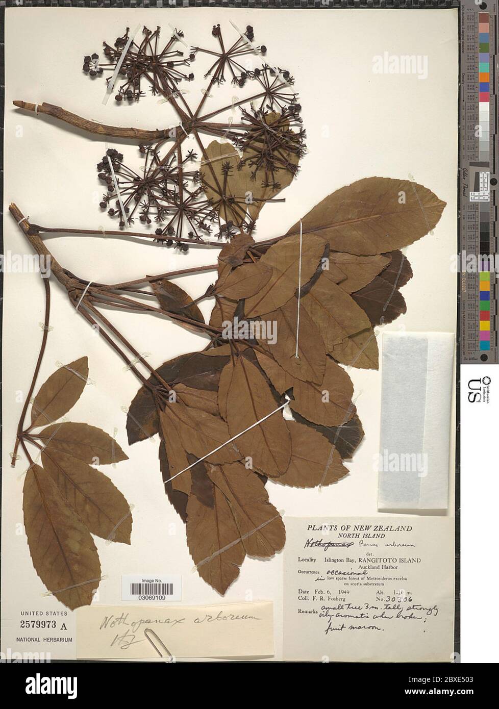 Nothopanax hi-res stock photography and images - Alamy