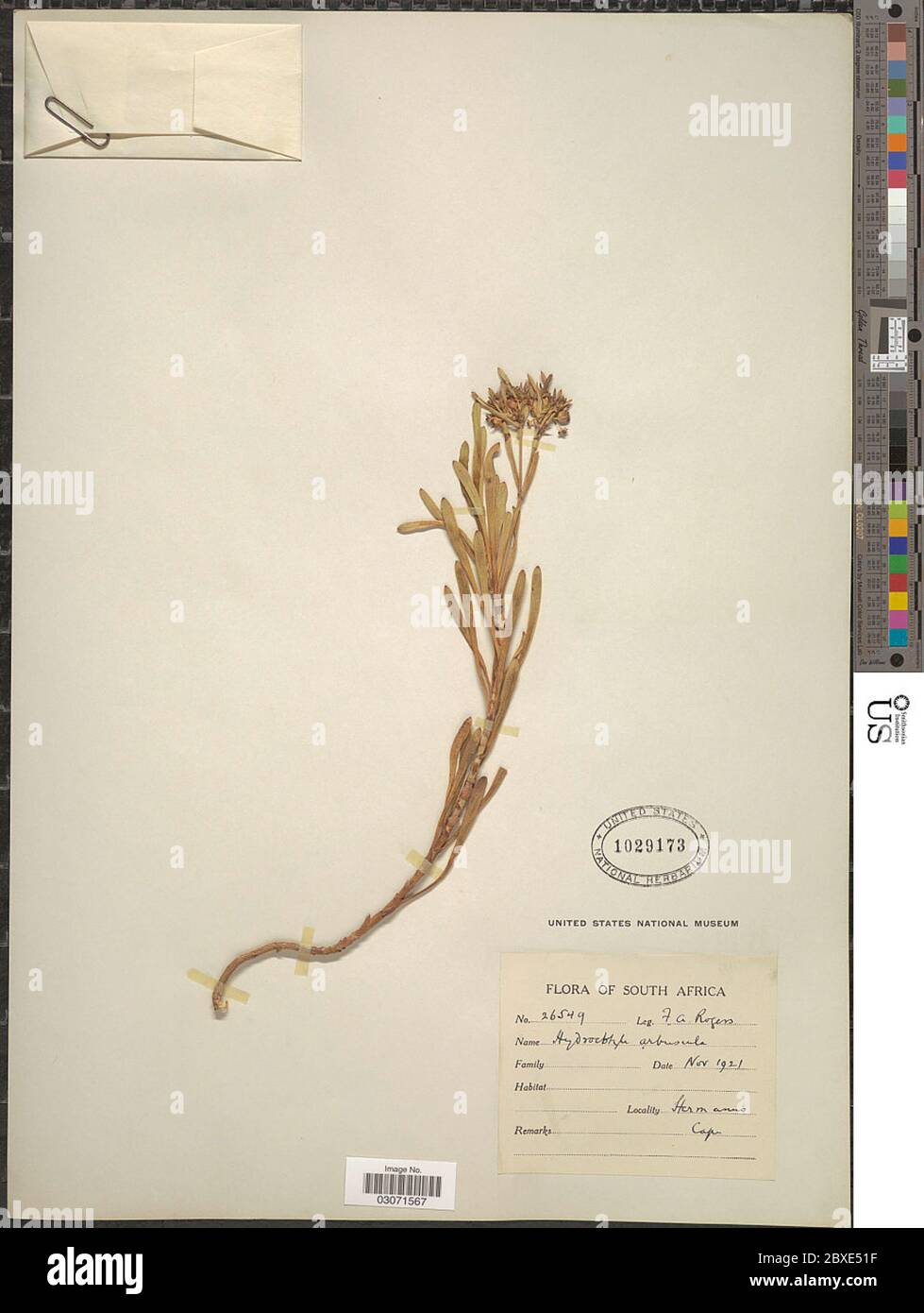 Hydrocotyle arbuscula Schltr Hydrocotyle arbuscula Schltr Stock Photo ...