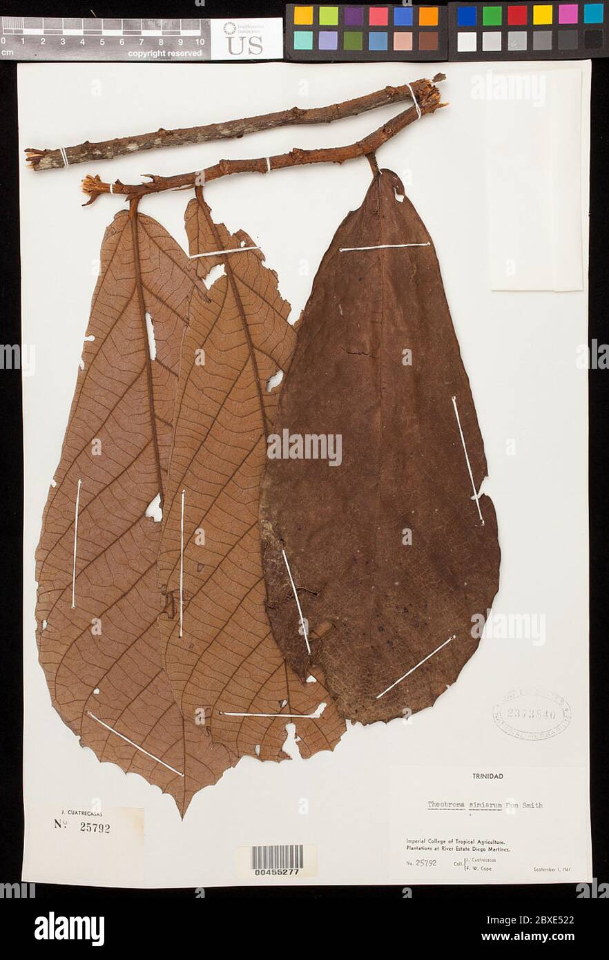 Simiarum hi-res stock photography and images - Alamy