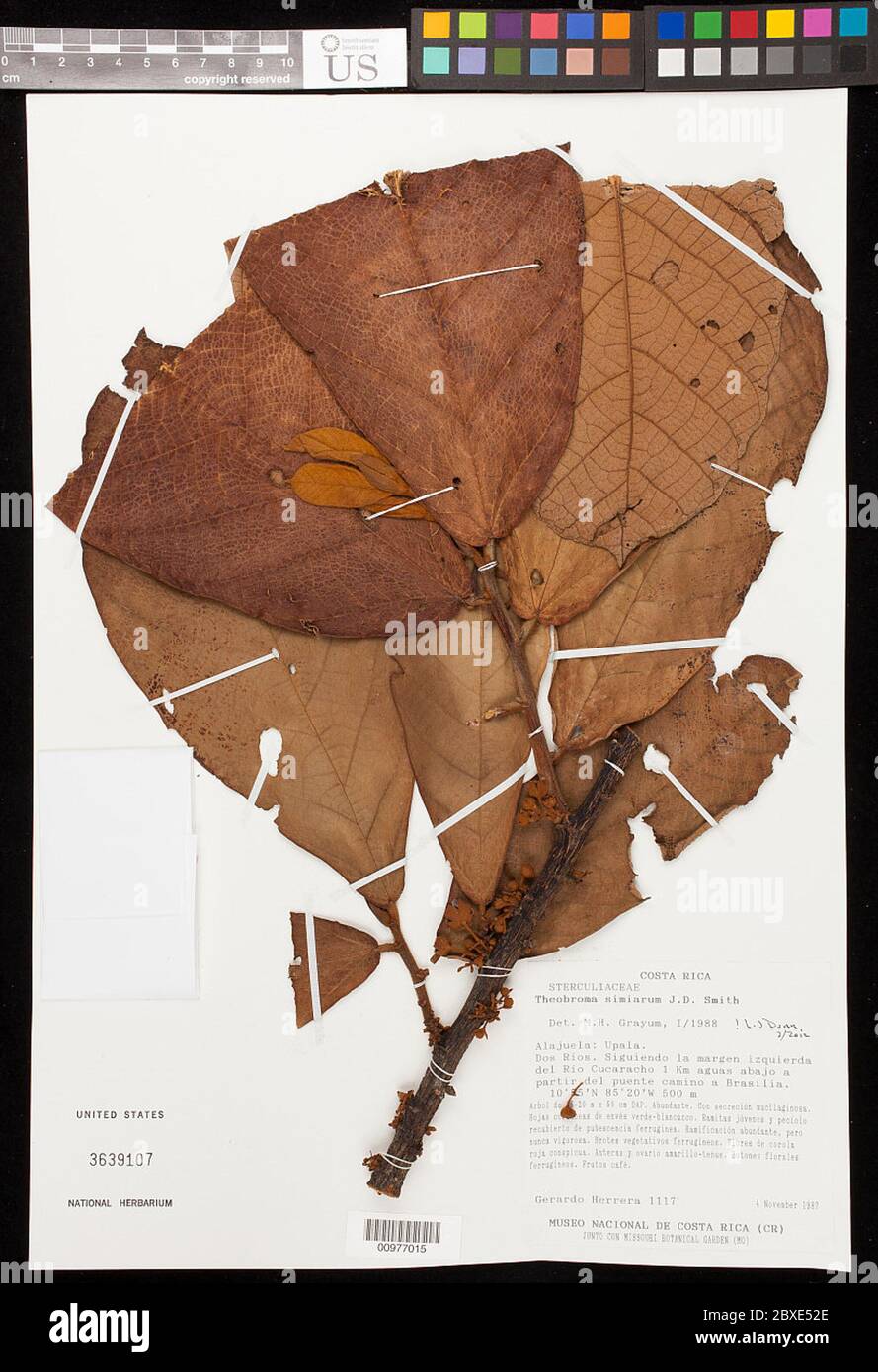 Simiarum hi-res stock photography and images - Alamy