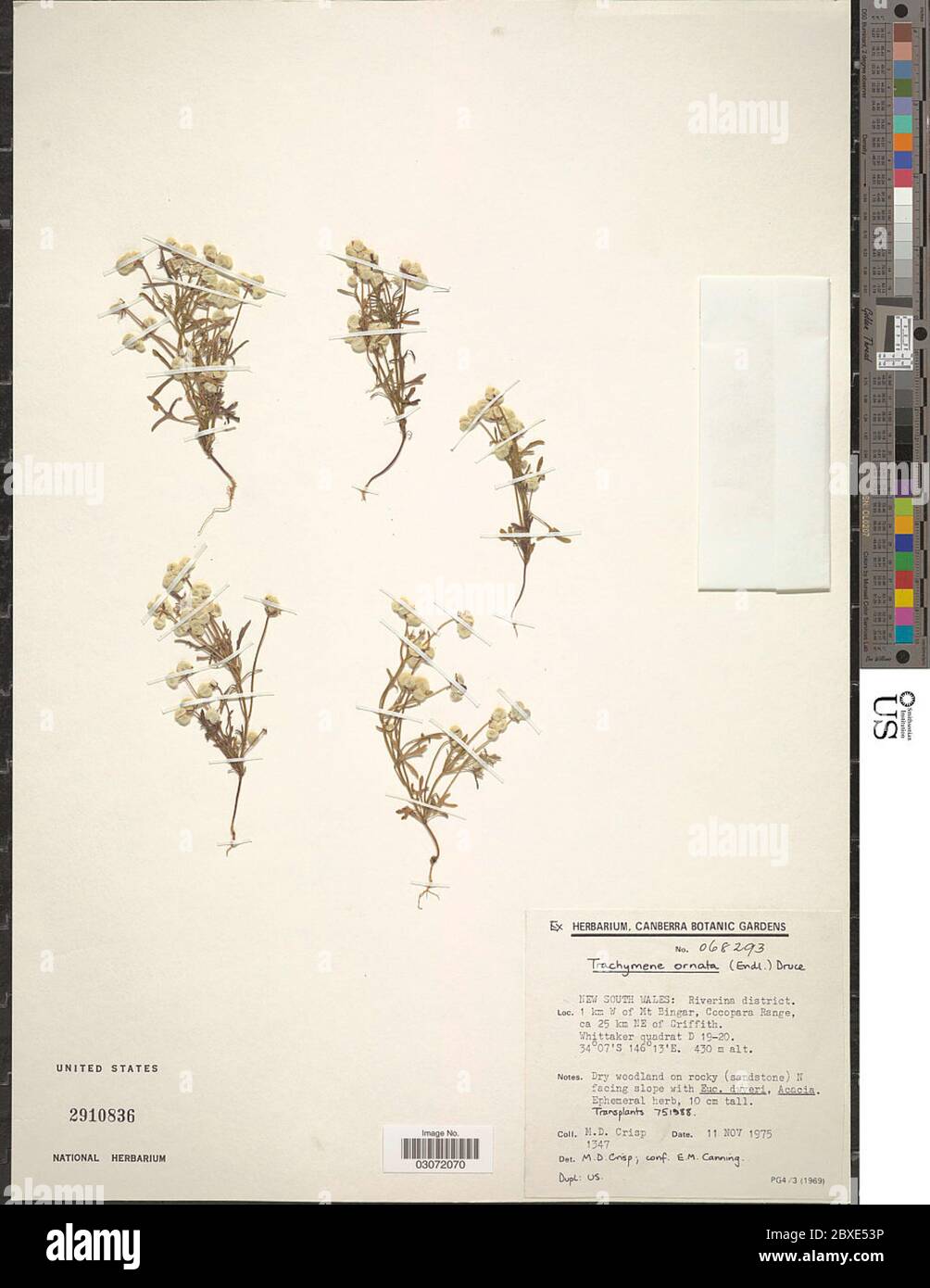 Trachymene ornata Druce Trachymene ornata Druce Stock Photo - Alamy