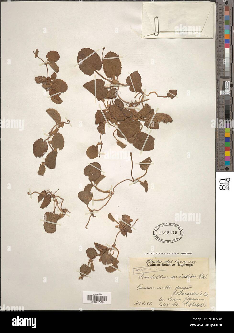 Centella erecta Centella erecta Stock Photo - Alamy