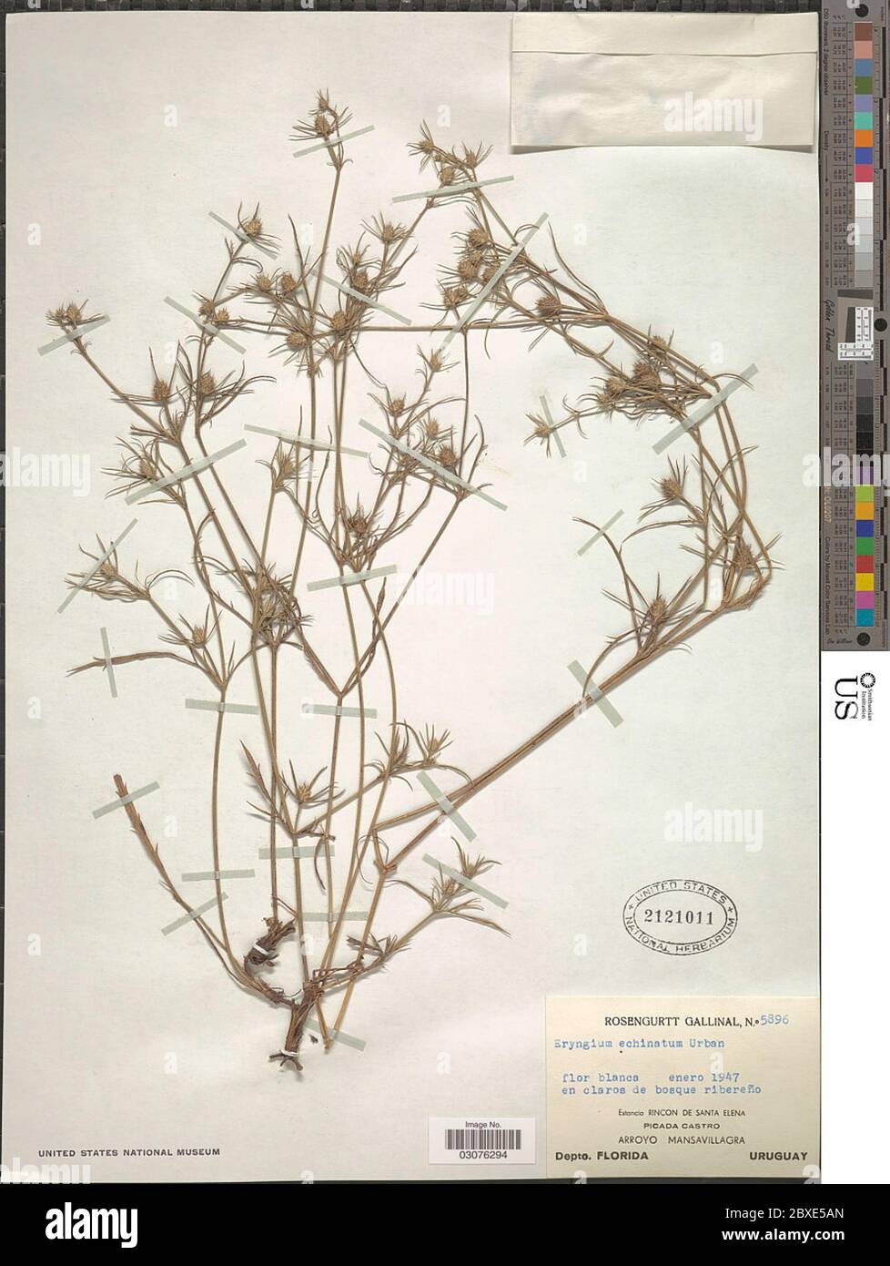 Eryngium echinatum Urb Eryngium echinatum Urb Stock Photo - Alamy