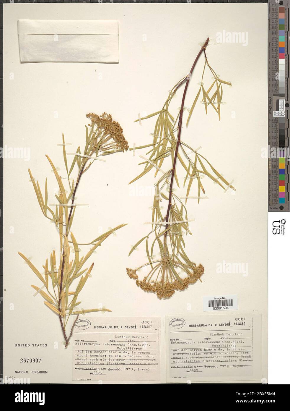 Heteromorpha arborescens Cham Schltdl Heteromorpha arborescens Cham ...