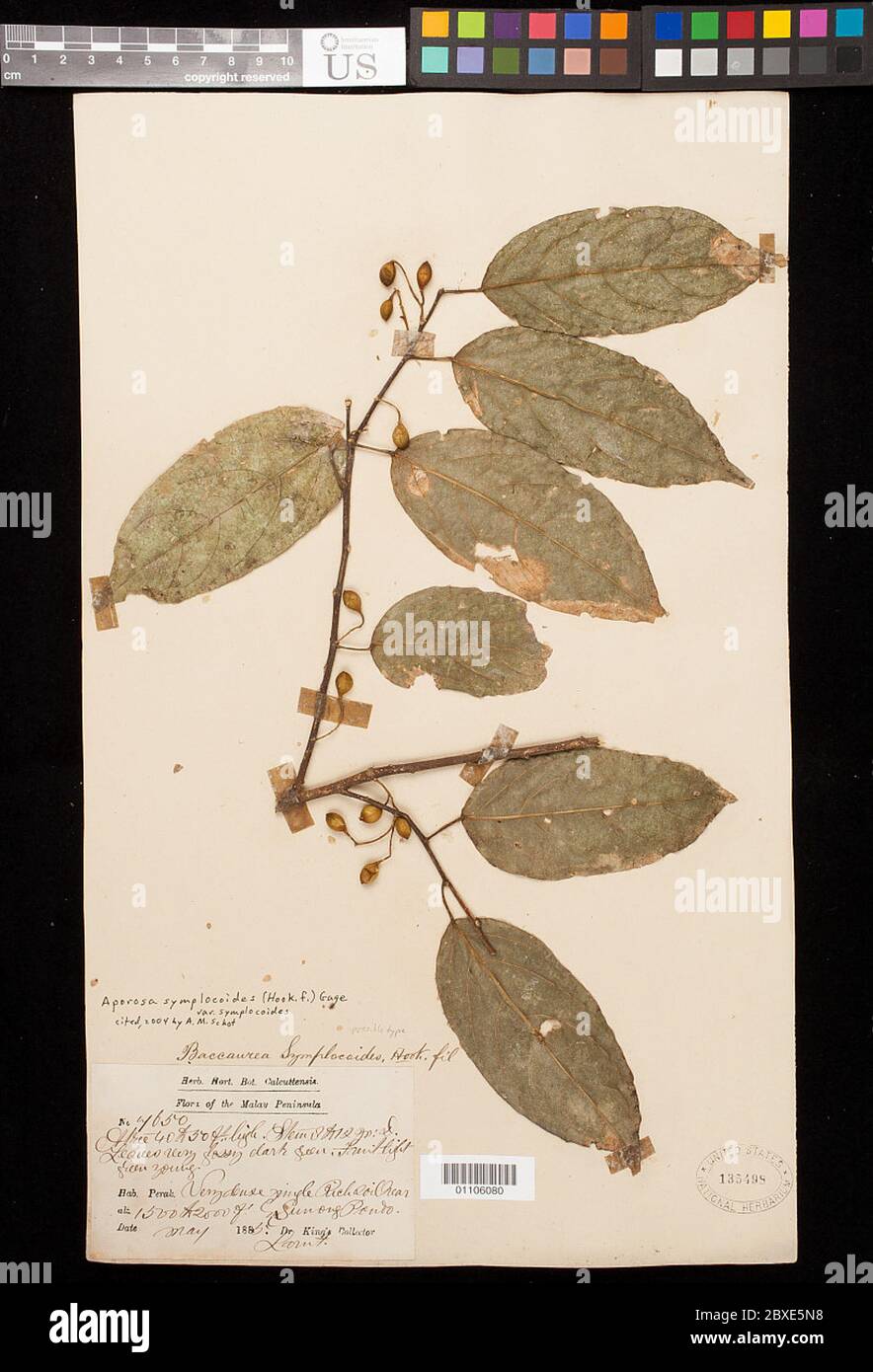 Baccaurea symplocoides Hook f Baccaurea symplocoides Hook f Stock Photo ...